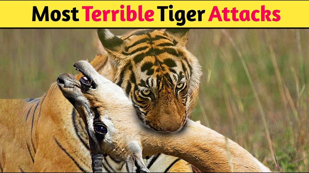 Top 5 Most Terrible Tiger Attacks Caught on Camera #4 - YouTube