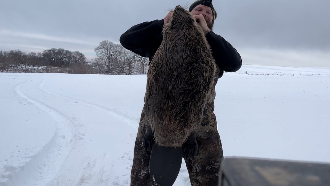 Beaver attacked me and bit my waders (they all must die) - YouTube