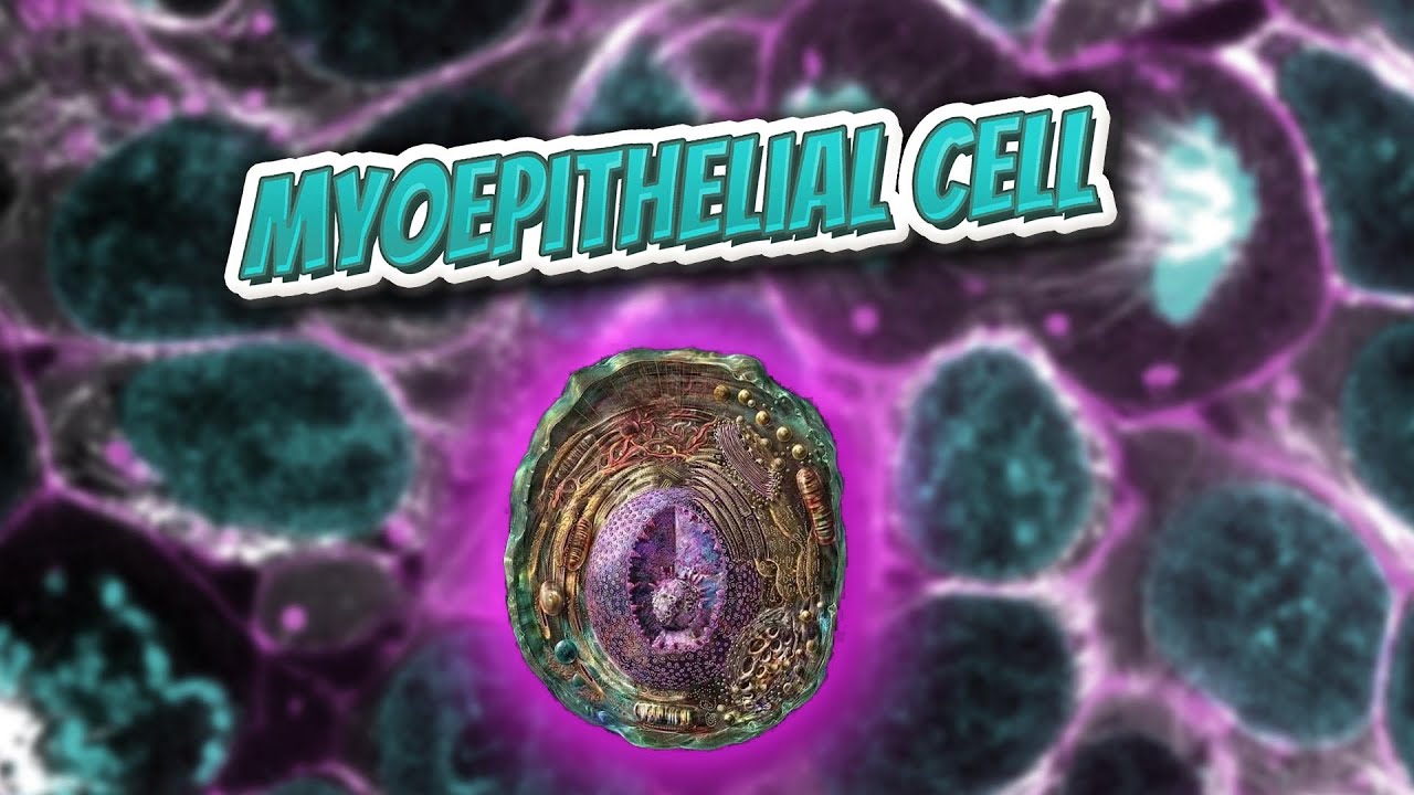 Myoepithelial cell (Everything Human Cells) 💬👁️🕺🔎 - YouTube