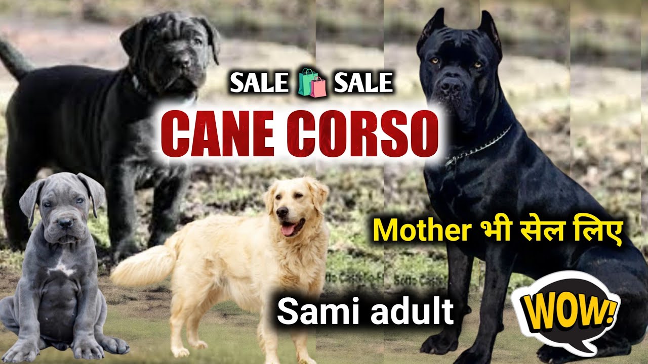 Cane Corso puppies for sale | semi adult golden retriever | Cane corso ...