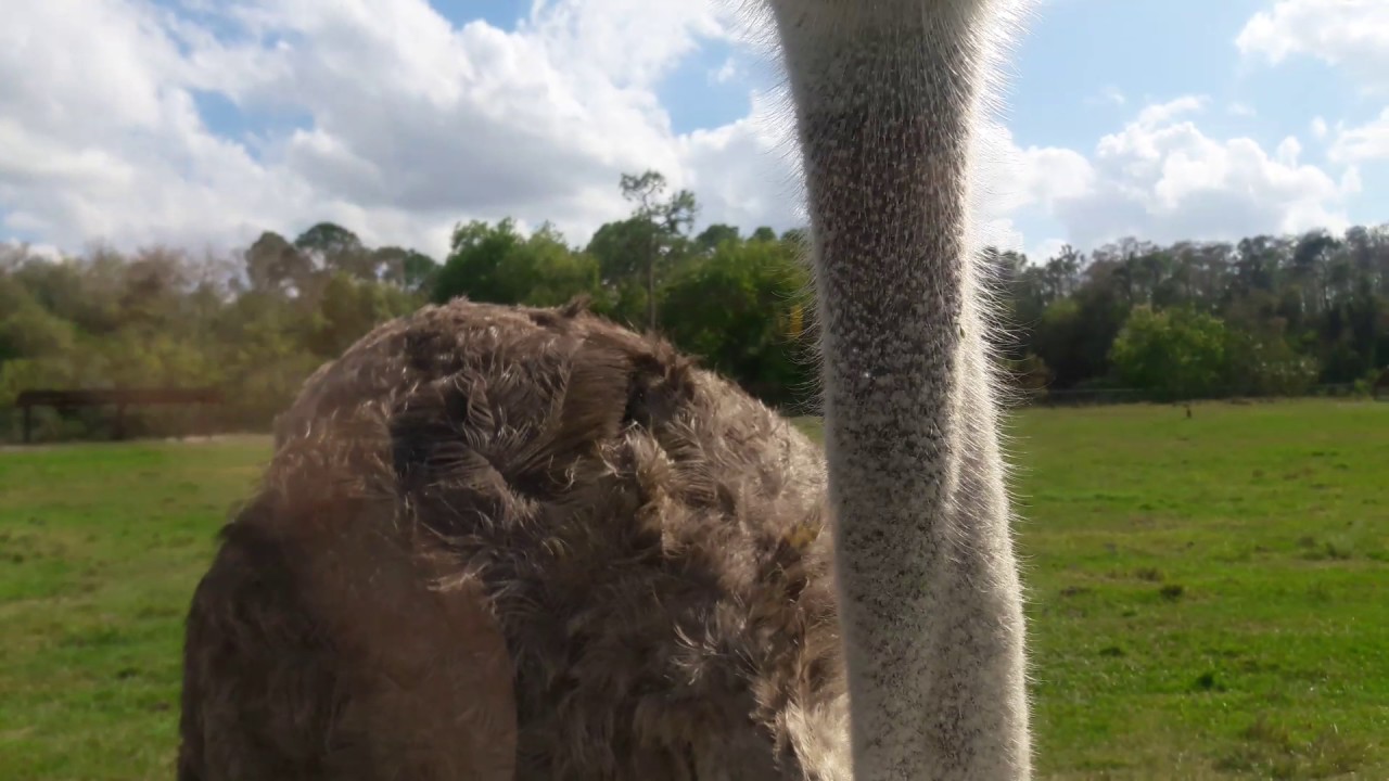 Attack of the ostrich - YouTube
