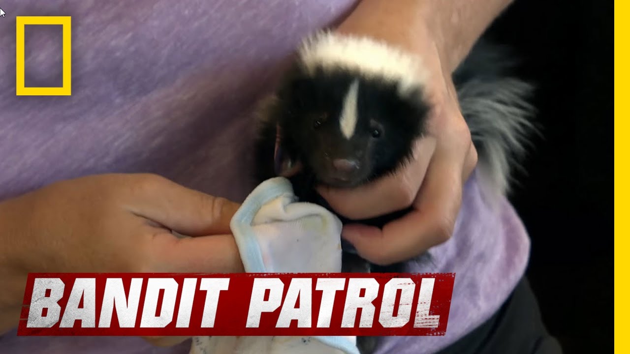 Skunk Talk | Bandit Patrol - YouTube