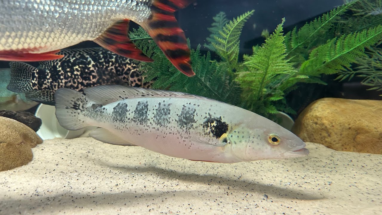 Challenges and Drama Owning Large Aggressive Predatory Fish 😱🫣 - YouTube