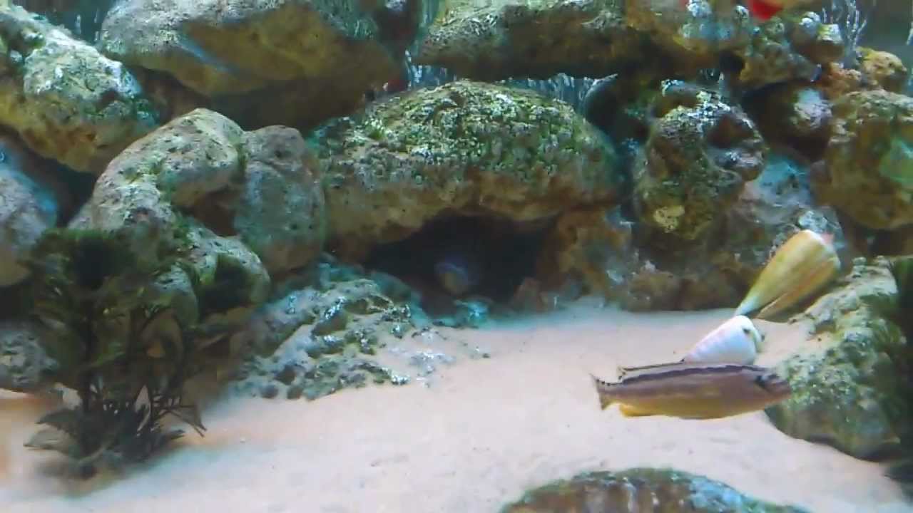 aquarium 490 ltr Rena Aquarium Malawi setup with fluval FX5 - YouTube