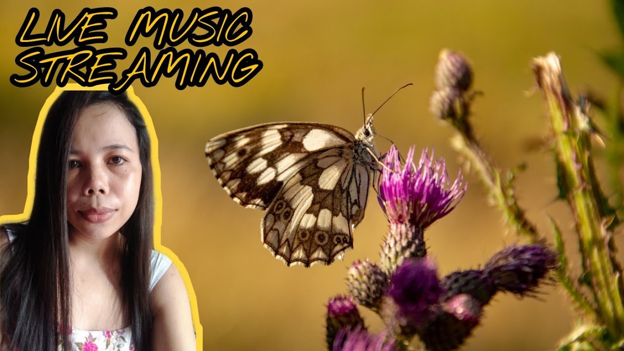 Live Music Streaming - YouTube