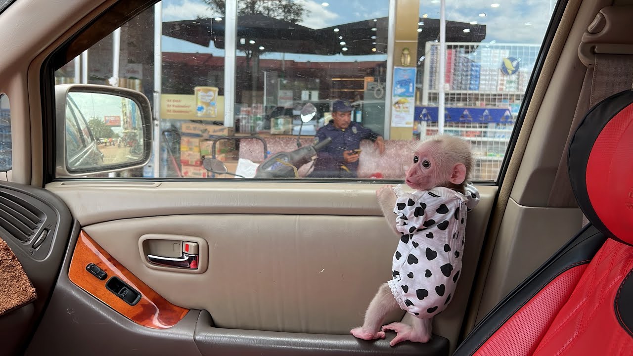 Smart baby monkey DoRi screaming & call mom back, she afraid mom run ...