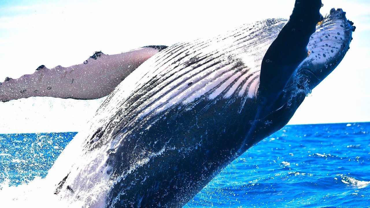 Blue Whale Fish/Big Blue Whale Fish//2020New Updated Video - YouTube