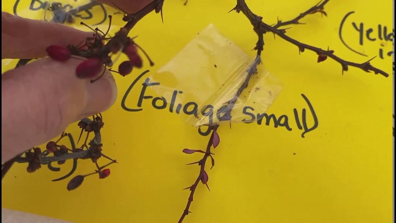 Japanese Barberry - Invasive Plant - YouTube