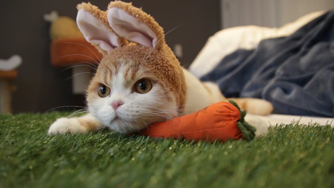 Cute Easter Rabbit with Waffles the Cat - YouTube