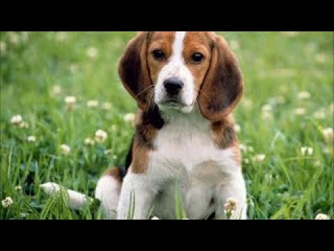 Куче - Звуци на животни (от Логопедико, Пловдив)