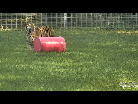 I wonder why it's so stinky? Simba tiger at Big Cat Rescue. - YouTube