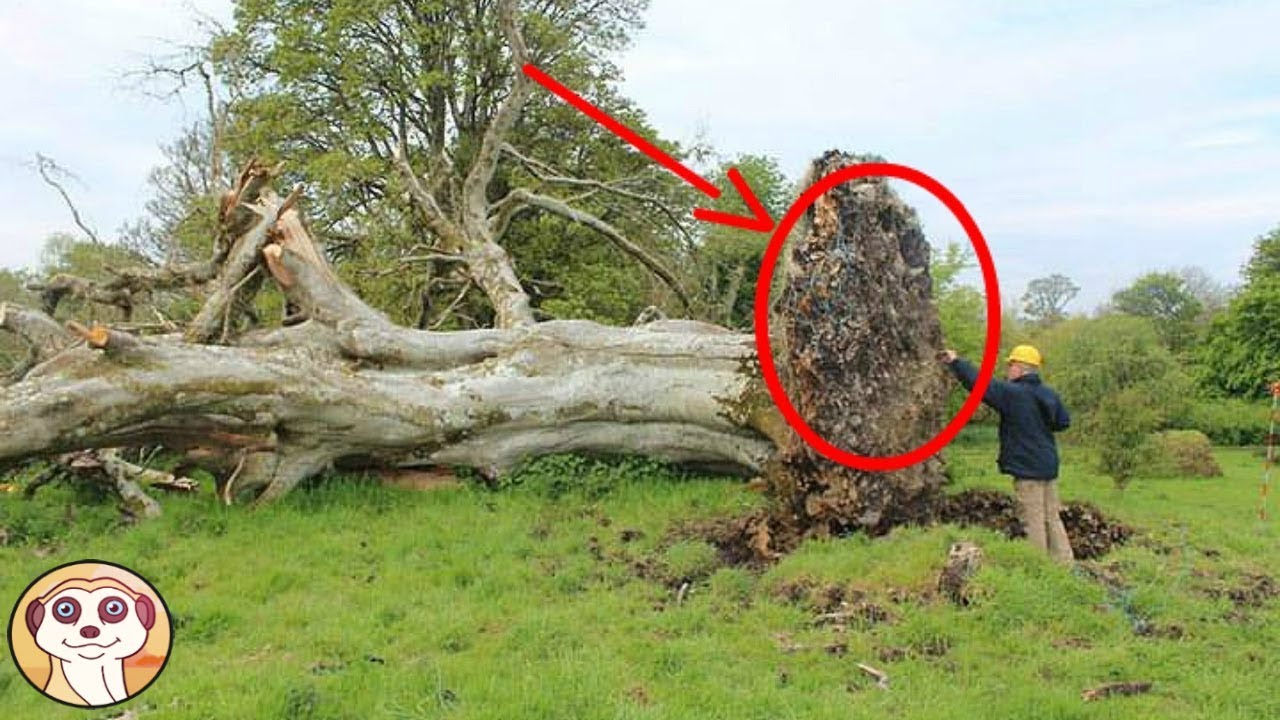 10 COSE CURIOSE CHE NON SAI - YouTube