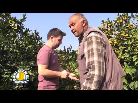 Sarı Çizmeli Mustafa - Mandalina Hasadı hakkında  Gereken Bilgileri Anlatıyor Seferihisar İzmir .