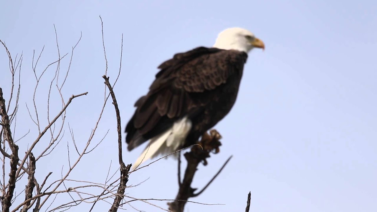 Huge Bald Eagle - YouTube