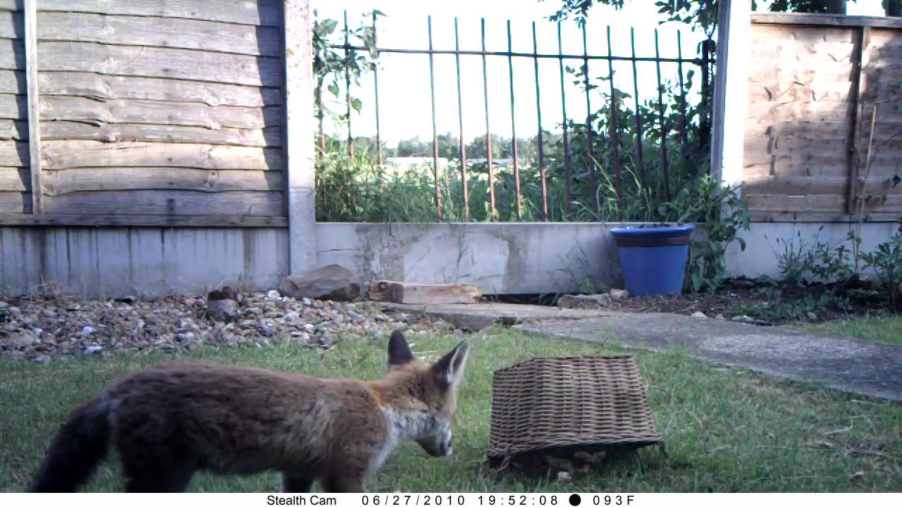 Cat vs fox cub - YouTube