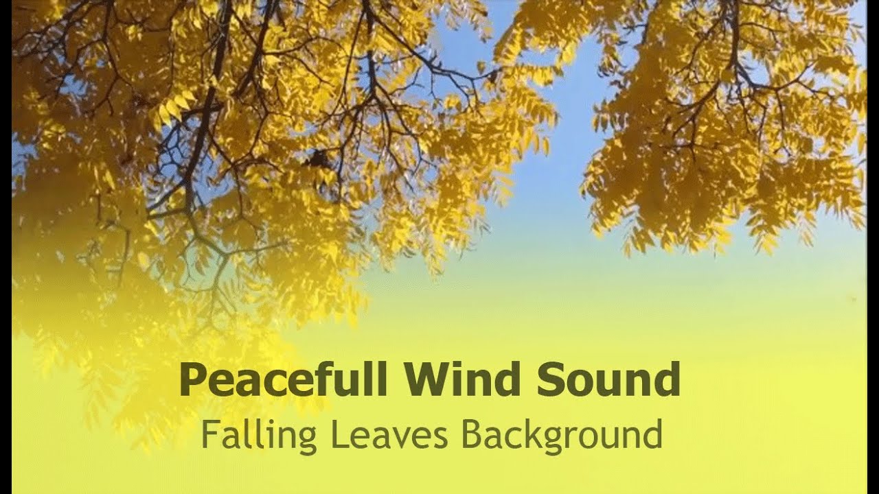 Falling leaves Ambience with a Pleasant Wind Sound - Sleeping, Relaxing ...