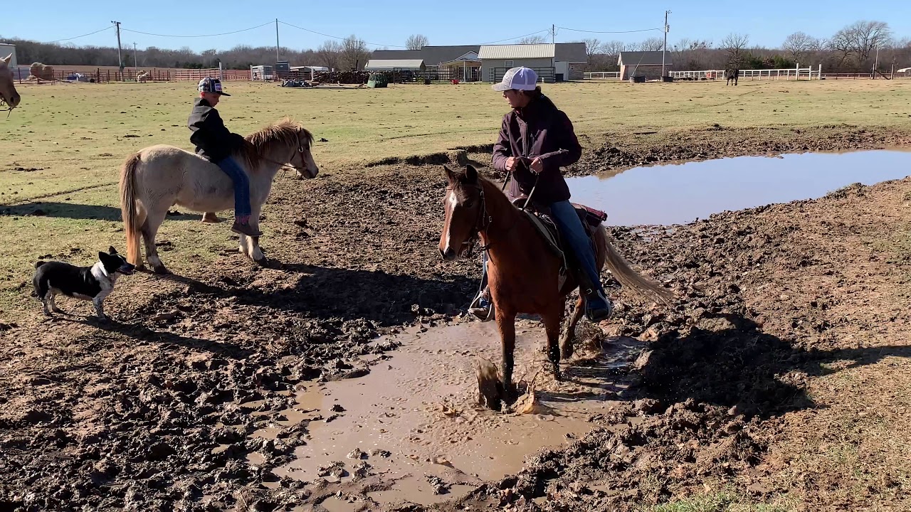 Pistachio, Ember & Quigley through pond - YouTube
