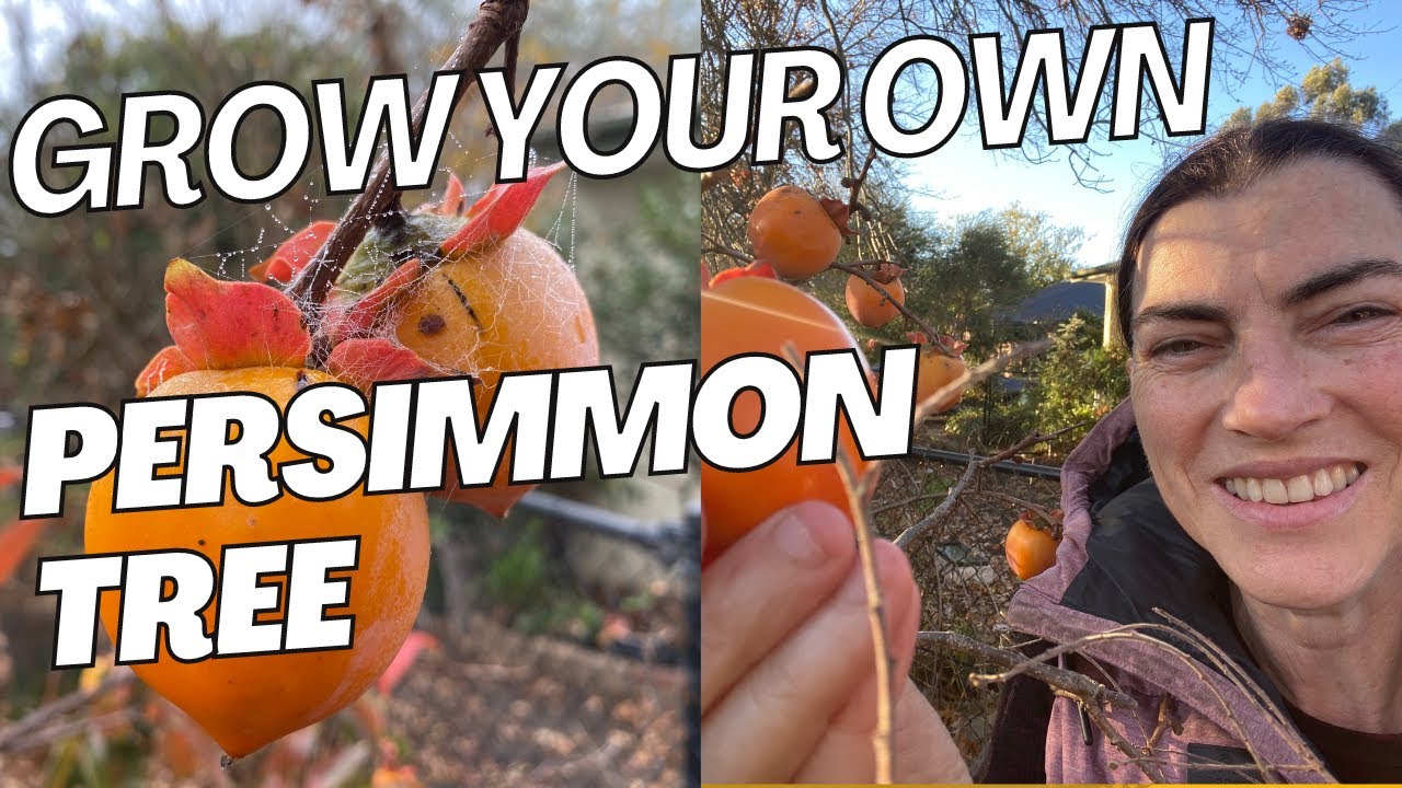 Growing PERSIMMON TREES - tips for management, harvest, storage and use ...