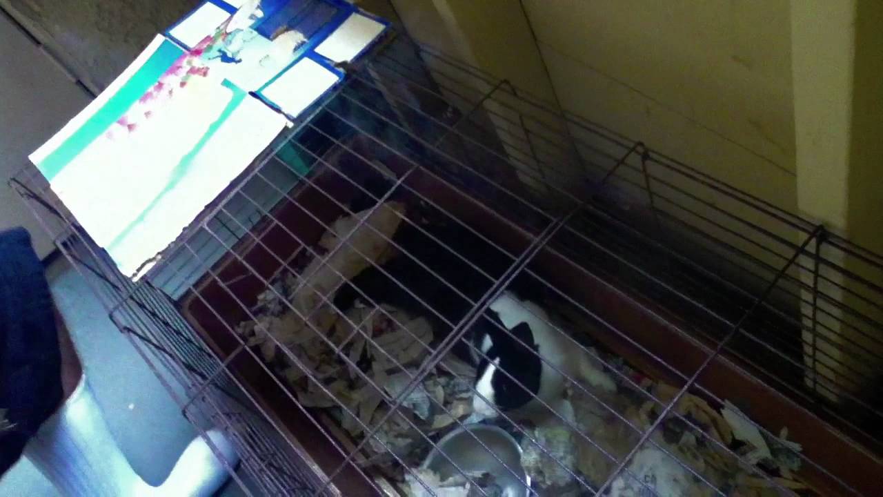*Animal Abuse Warning* Smoking out a Bunny - YouTube