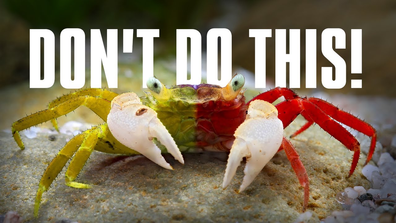 🦀 WHAT HAPPENS WHEN YOU MIX VAMPIRE CRAB SPECIES, COLORS? - YouTube