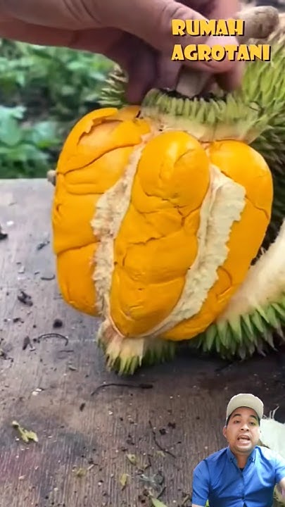 Durian petruk,musang king,montong #buah #durianpetruk #duriantraveler #durianlover #duriansultan ...