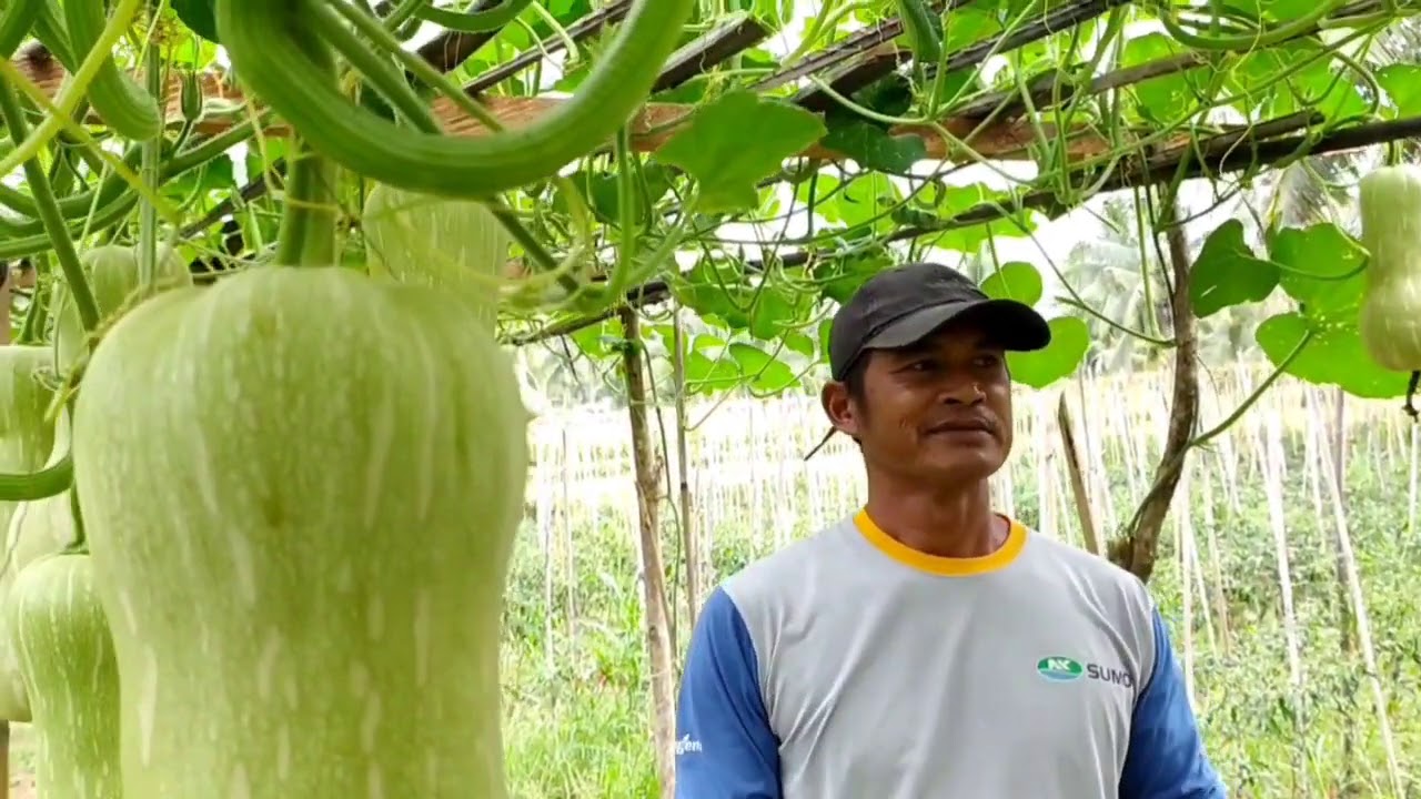 Budidaya Labu Madu - YouTube