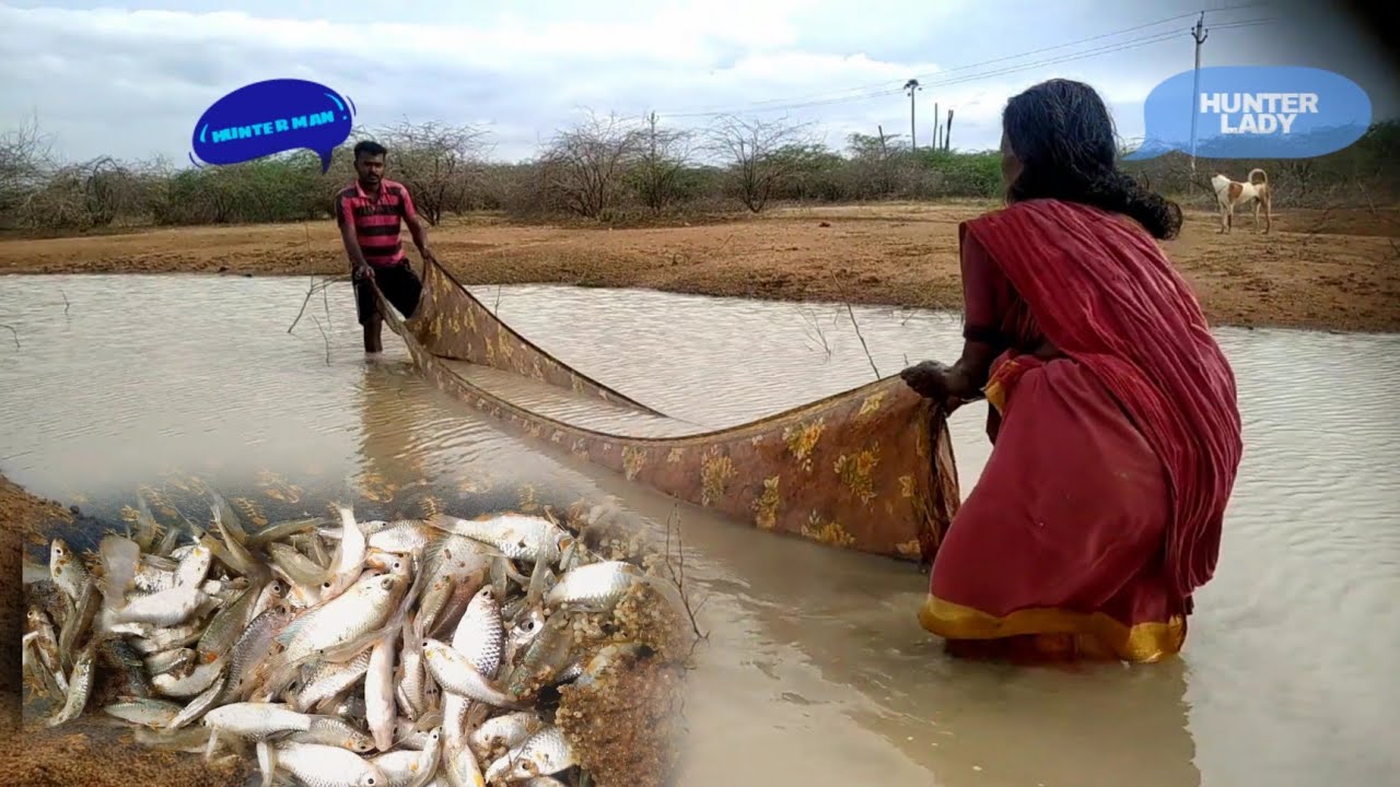 Selai Fish Hunting | sari Fish hunting| Traditional sharee Fish Hunting ...