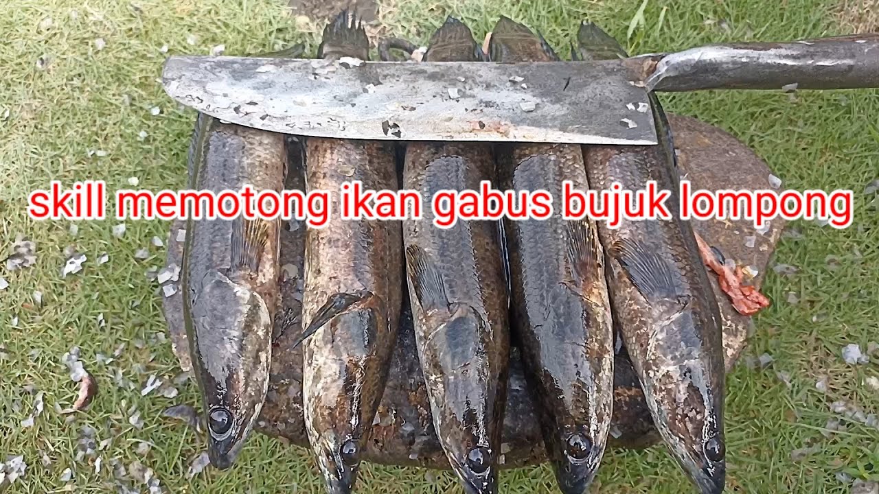 SKILL TINGKAT DEWA MEMOTONG IKAN GABUS BUJUK LOMPONG - YouTube