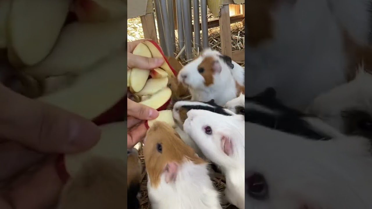 Guinea pigs crazy for apple - YouTube