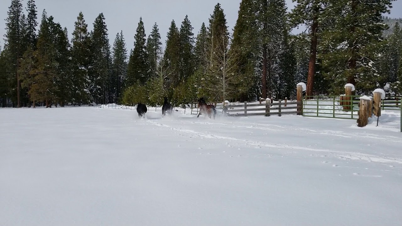 Kinship Ranch - Horses running in deep snow - YouTube