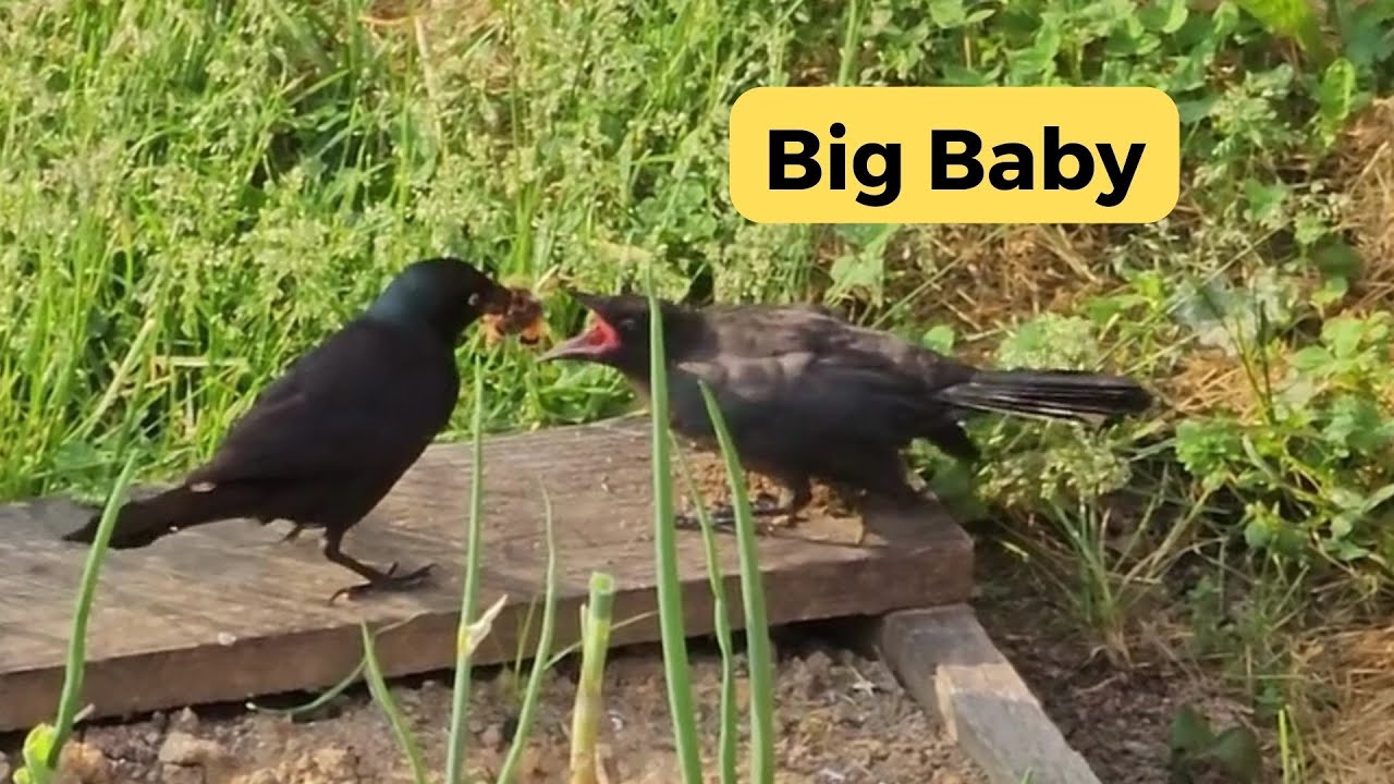 Wild Grackle Feeding Baby - YouTube