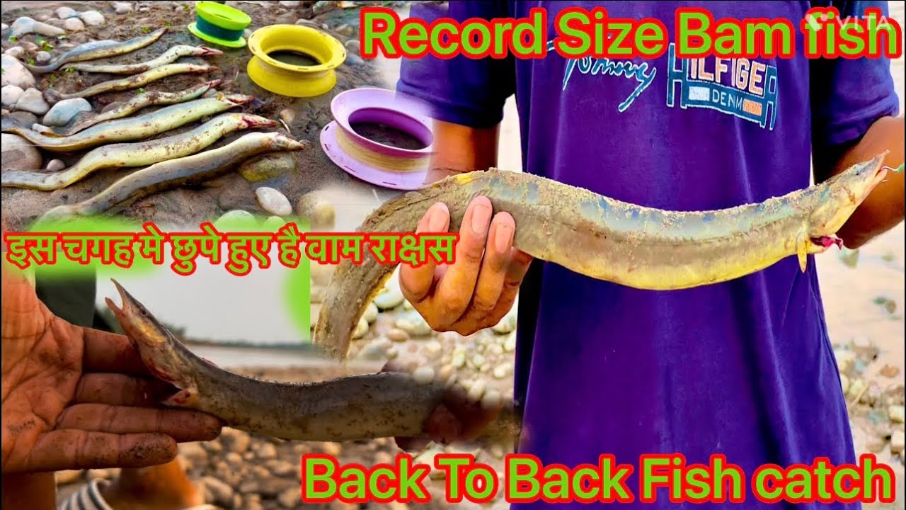 Amazing Baam fish in Jammu Tawi | Baam Machali ka shikar | Fishing ...