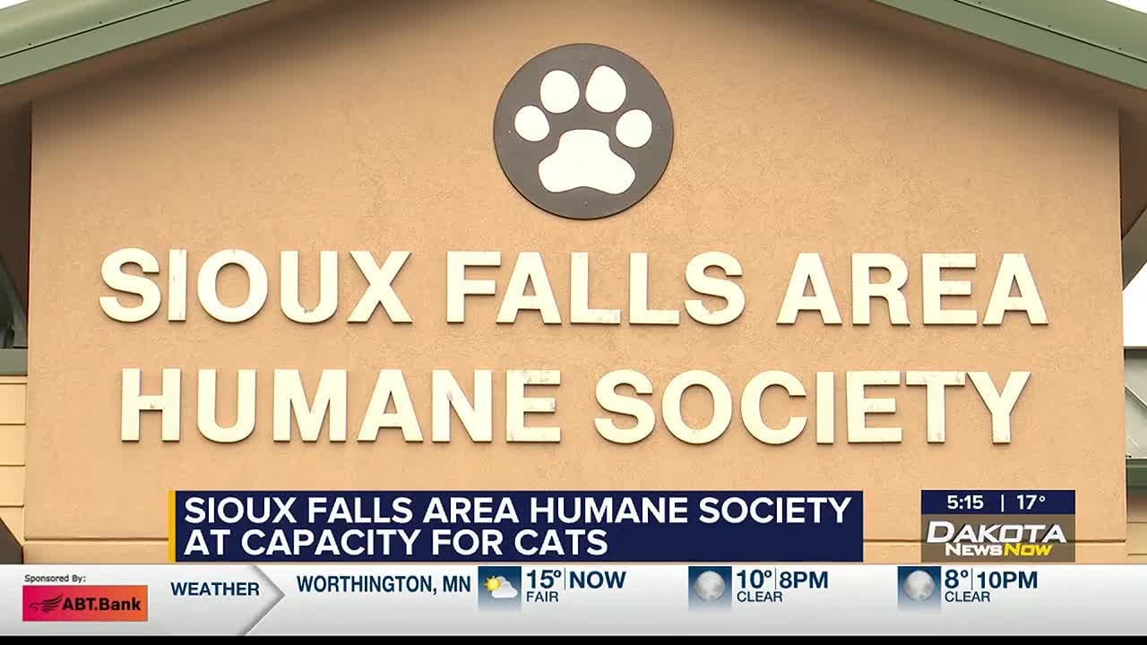 Sioux Falls Humane Society Cats