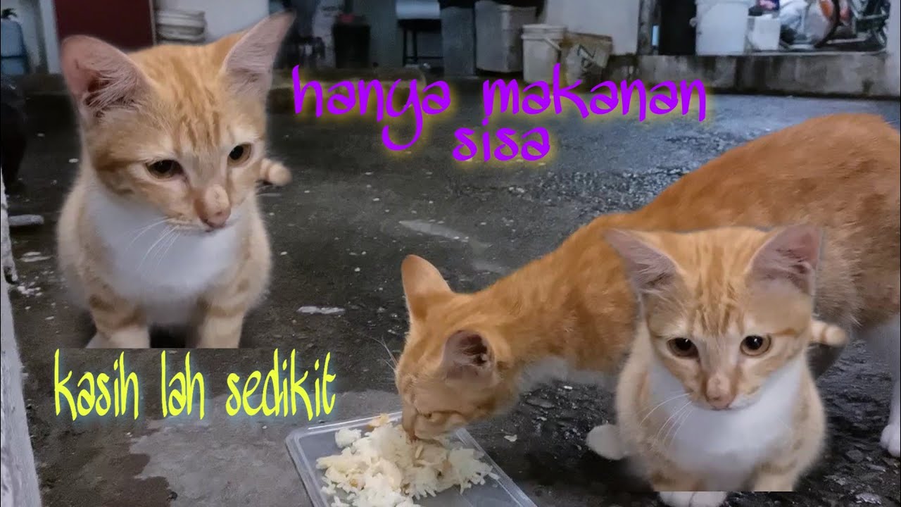 Anak kucing lucu si Oren (cute kitten) - YouTube