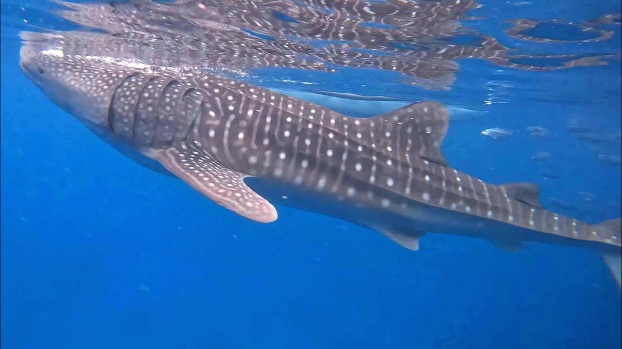 Our whale shark encounter! - YouTube