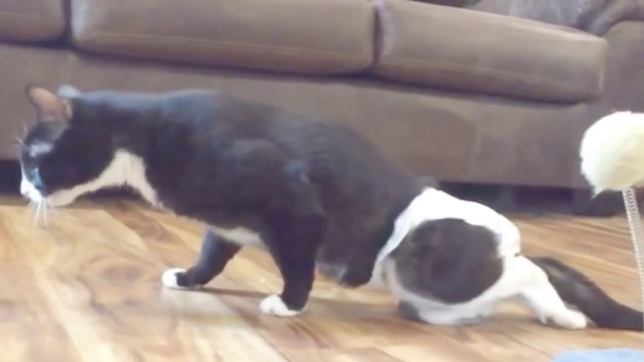 LIVE: Special Cat Plays With New Toy | The Dodo - YouTube