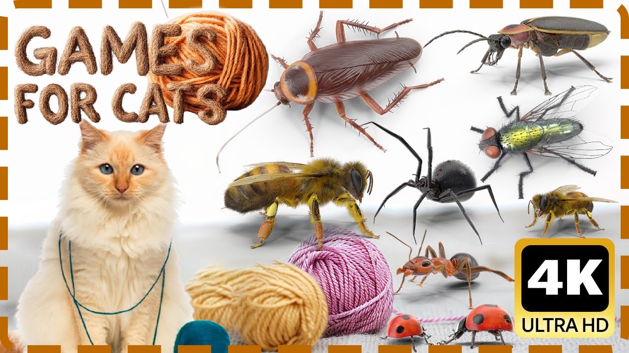 GAME FOR CATS ROPE 4K | Interactive Cat Entertainment Video | Cat Chase ...