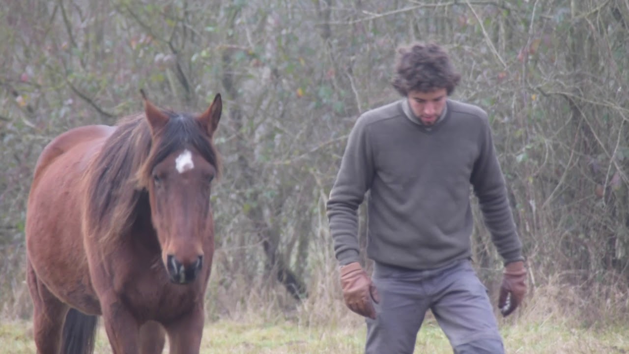 Riding and connecting with horses at liberty ( Matthias Geysen) - YouTube