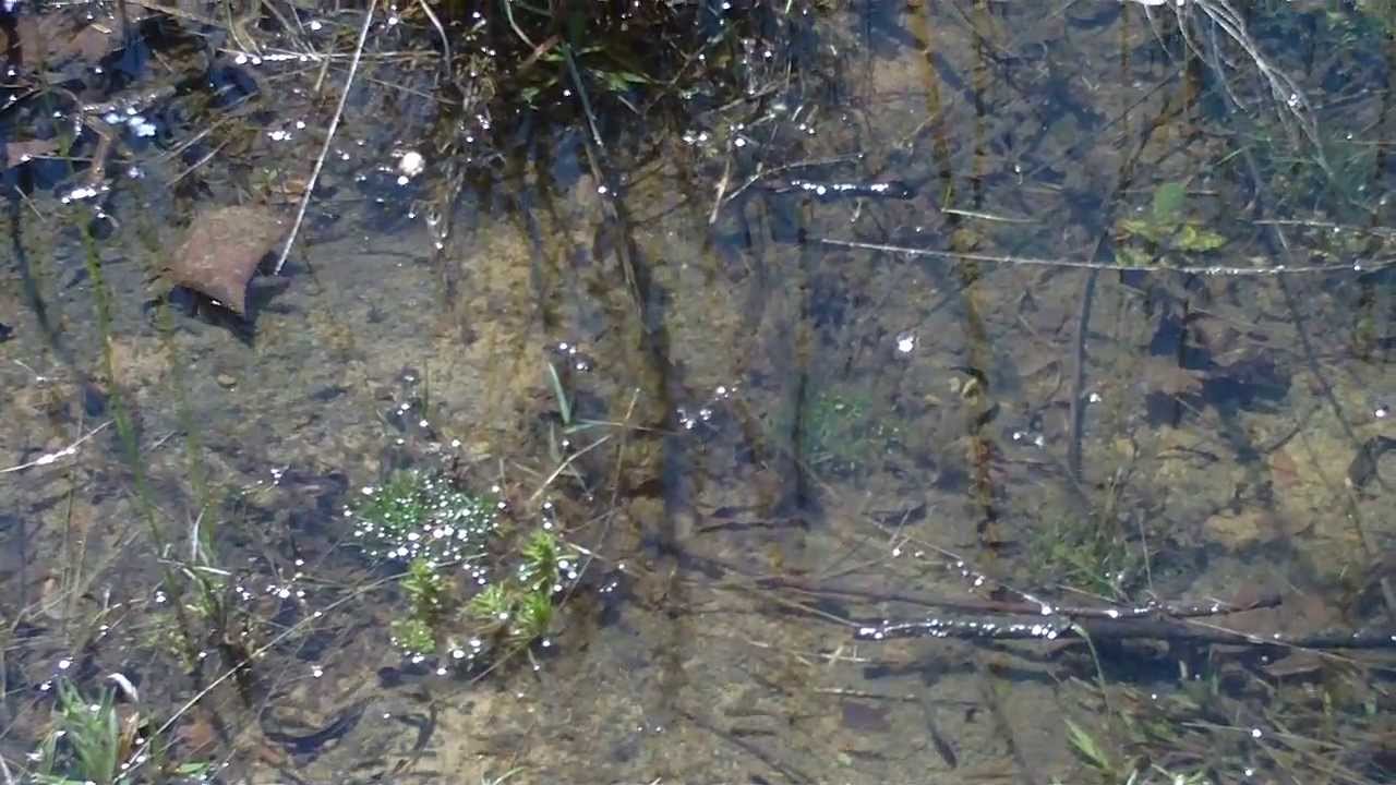 mentos fish - YouTube