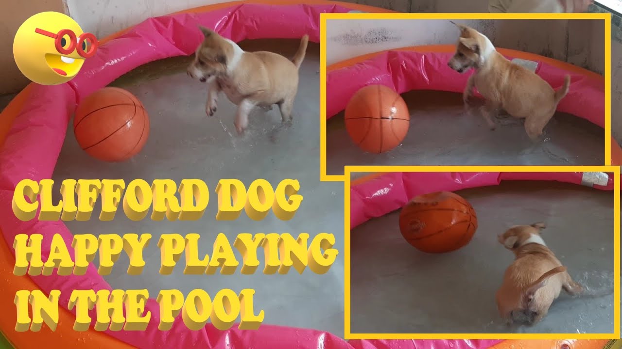 CLIFFORD DOG HAPPY PLAYING IN THE POOL #clifford - YouTube
