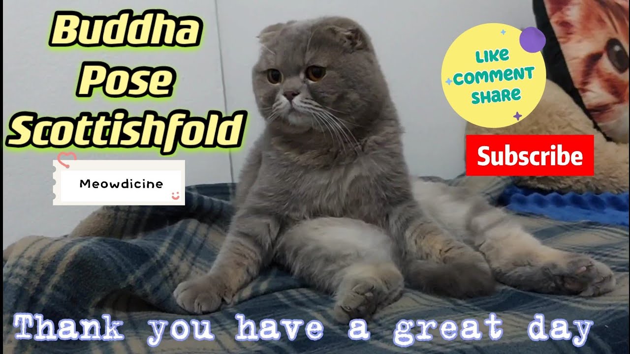 Buddha Pose Scottishfold | Meowdicine - YouTube