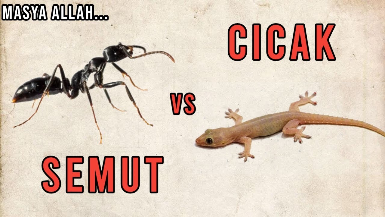 Kisah Semut Dan Cicak Ketika Nabi Ibrahim Dibakar | Terjadi Saat Ini ...