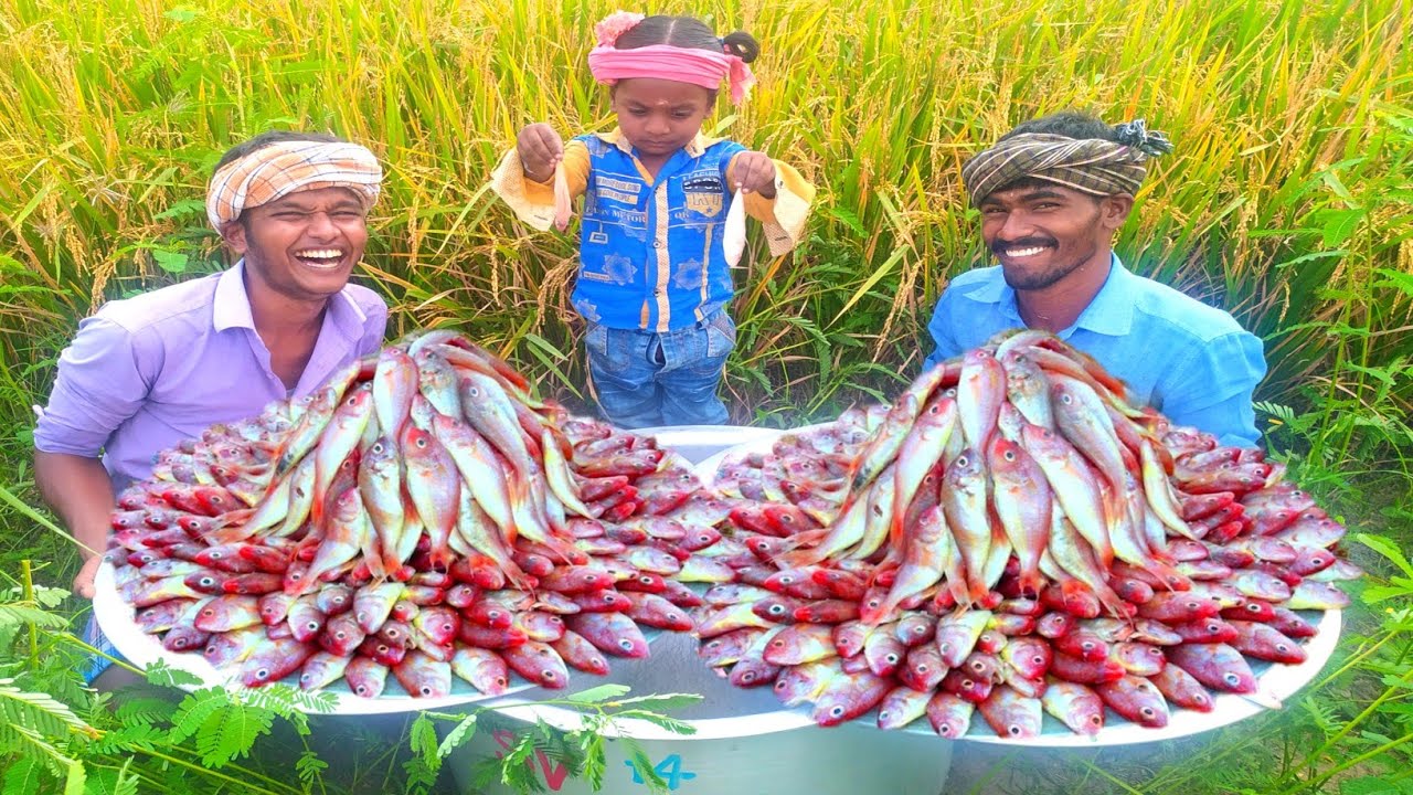 FISH CURRY | 20KG Red Snapper Fish Recipe | Sankara Fish Gravy cooking ...