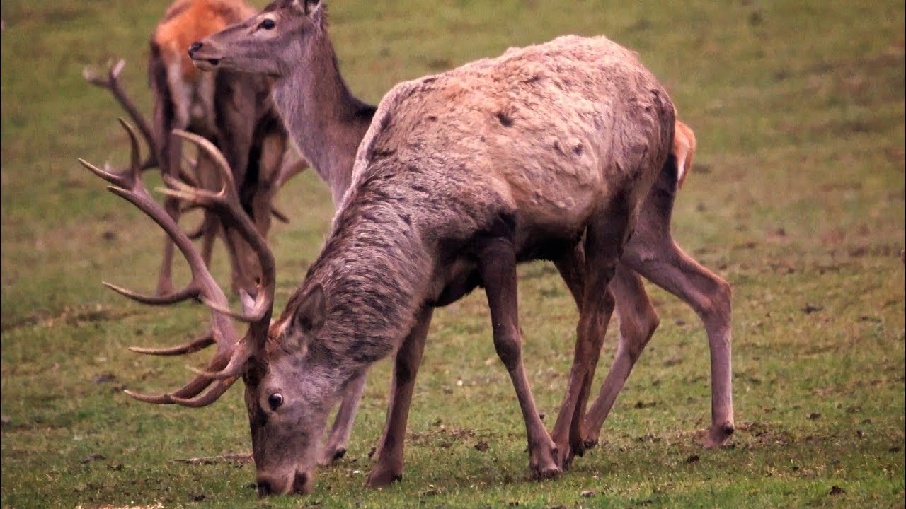JELEŇ LESNÝ - večerné pozorovanie jeleňov na lúke, chmara jeleni byków ...