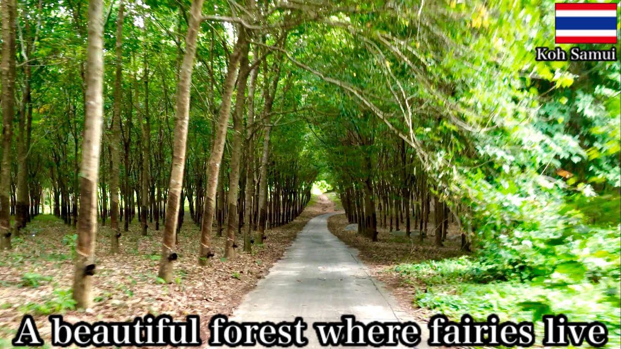 【Koh Samui】 beautiful way full of nature 【Fairy Forest】 in Thailand ...