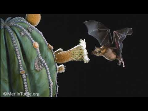 All About Bats for Firefly Park Learning Program (version 2) - YouTube