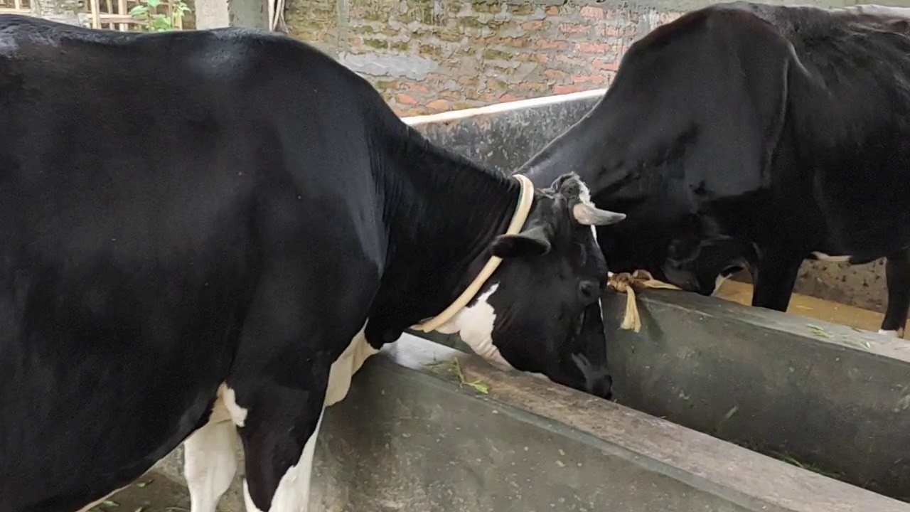 All breed of cow for sale in assam..8638137182 - YouTube