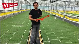 Planting Watercress