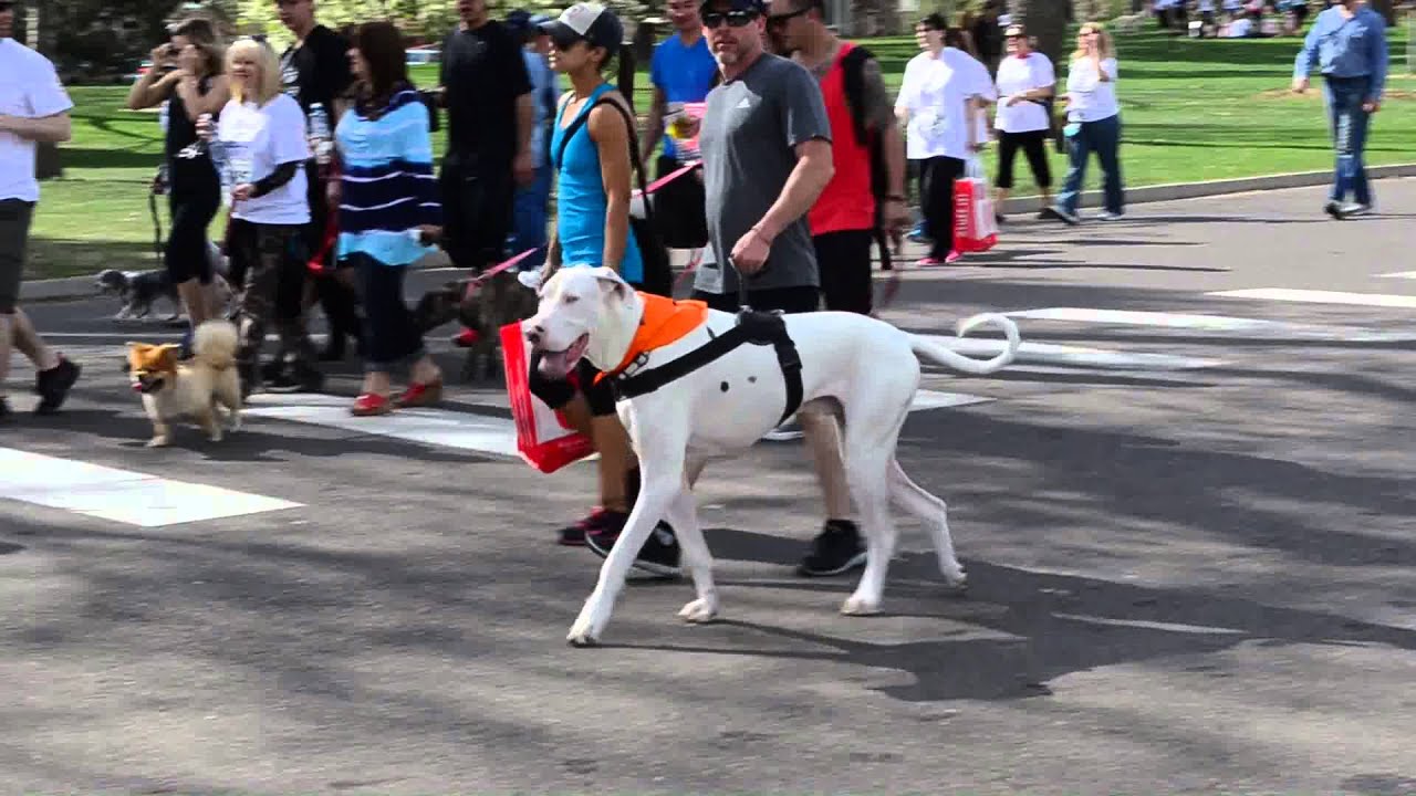 White Great Dane and More at Furry Scurry - YouTube
