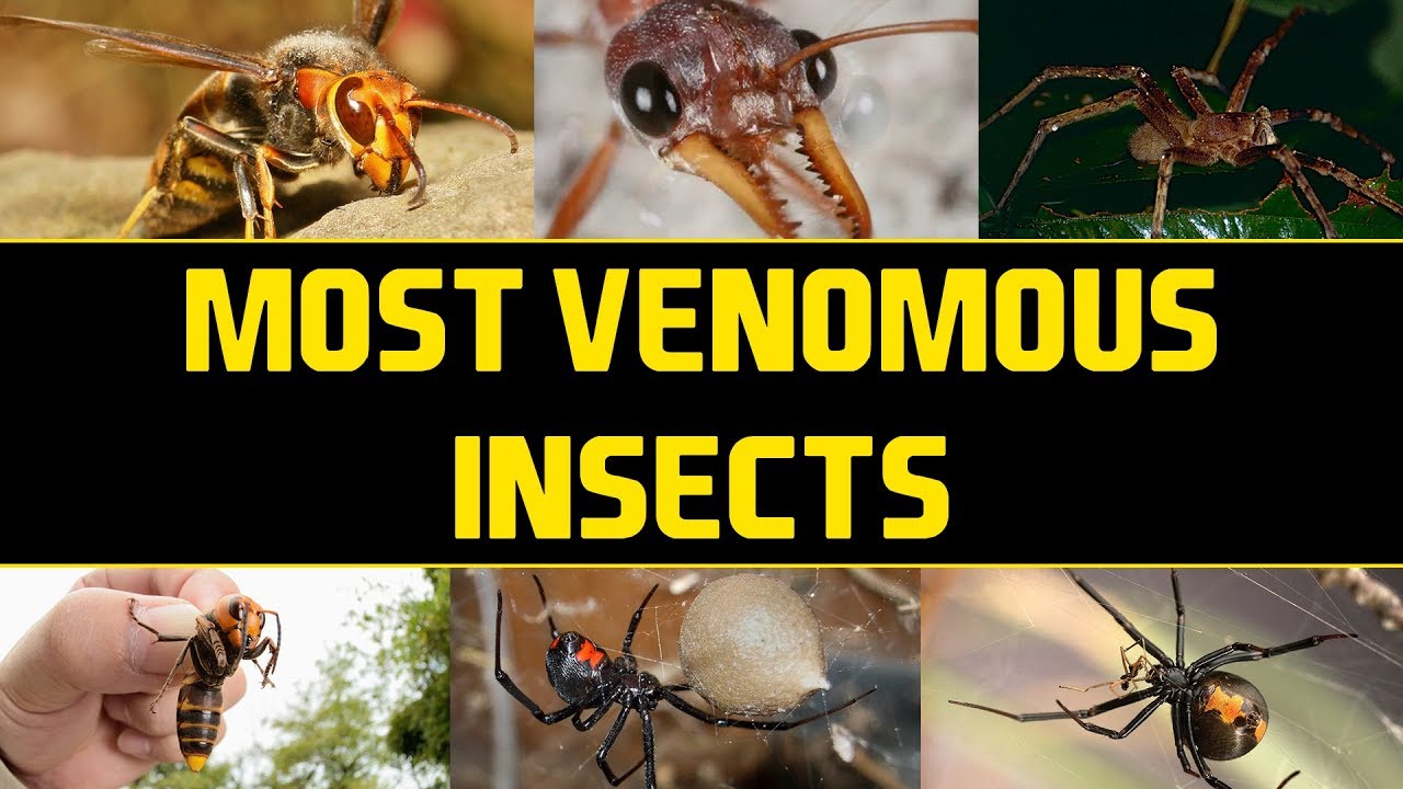 Most Venomous Insects In The Word | Beware! - YouTube